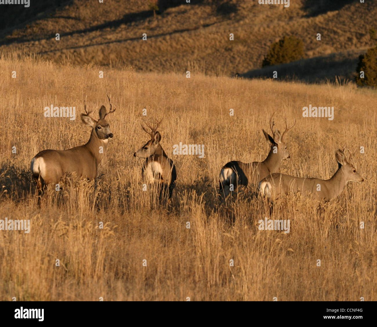Four deer hi-res stock photography and images - Alamy