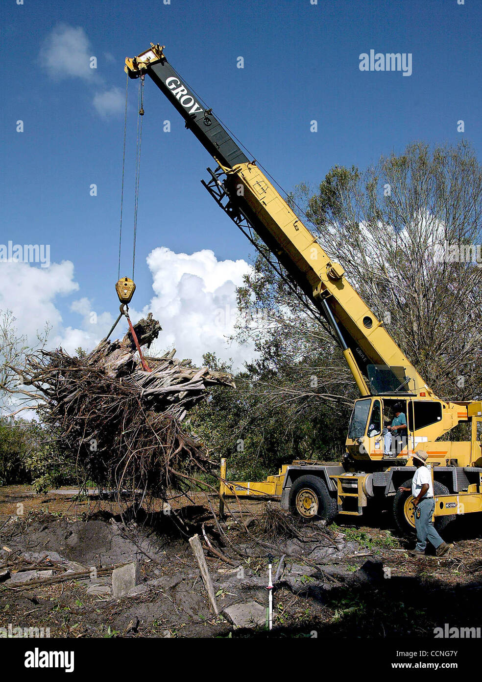 Tree root ball hi-res stock photography and images - Alamy