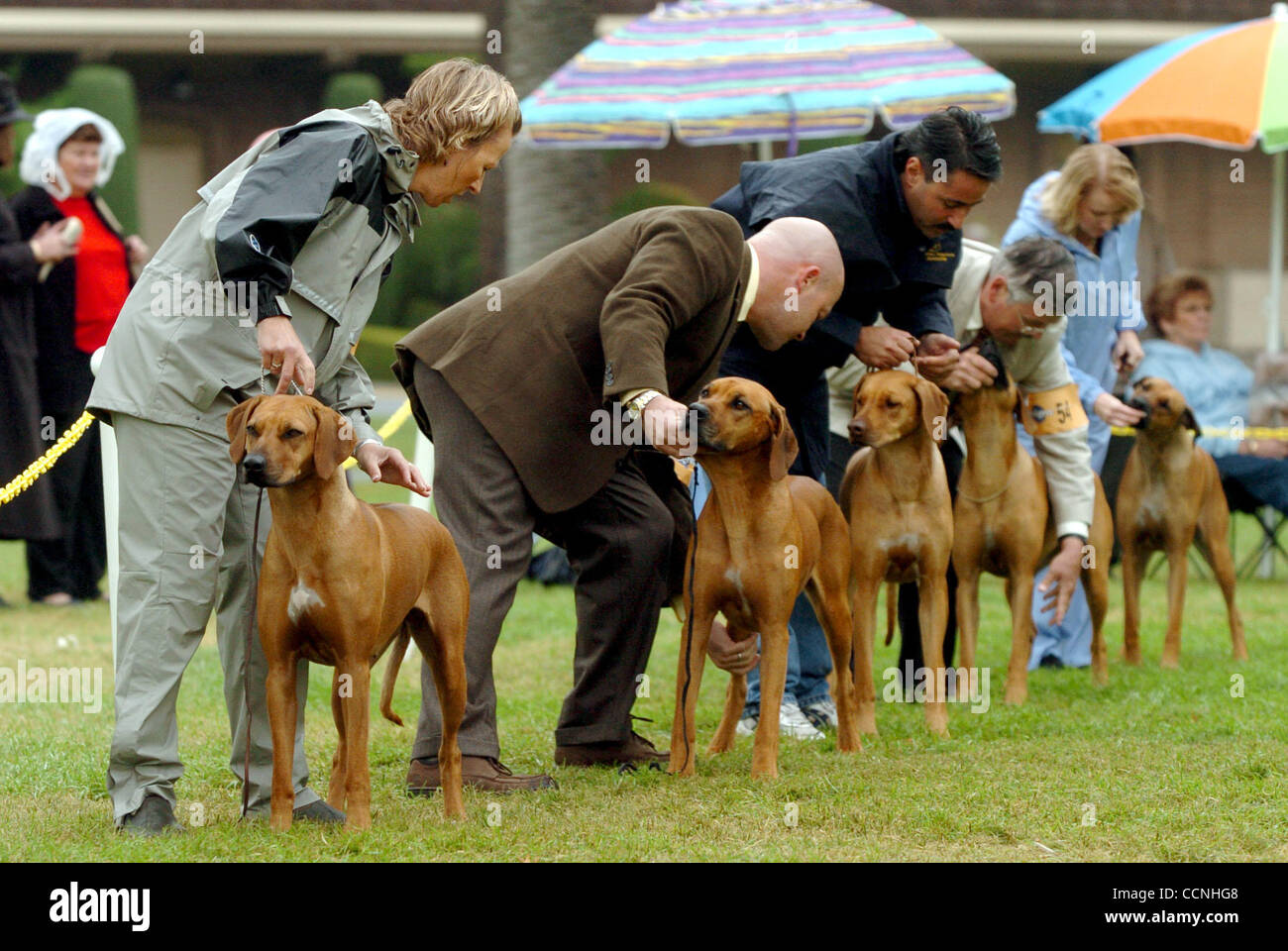 A group of Rhodesian Ridgebacks and their handlers lines up for judging ...
