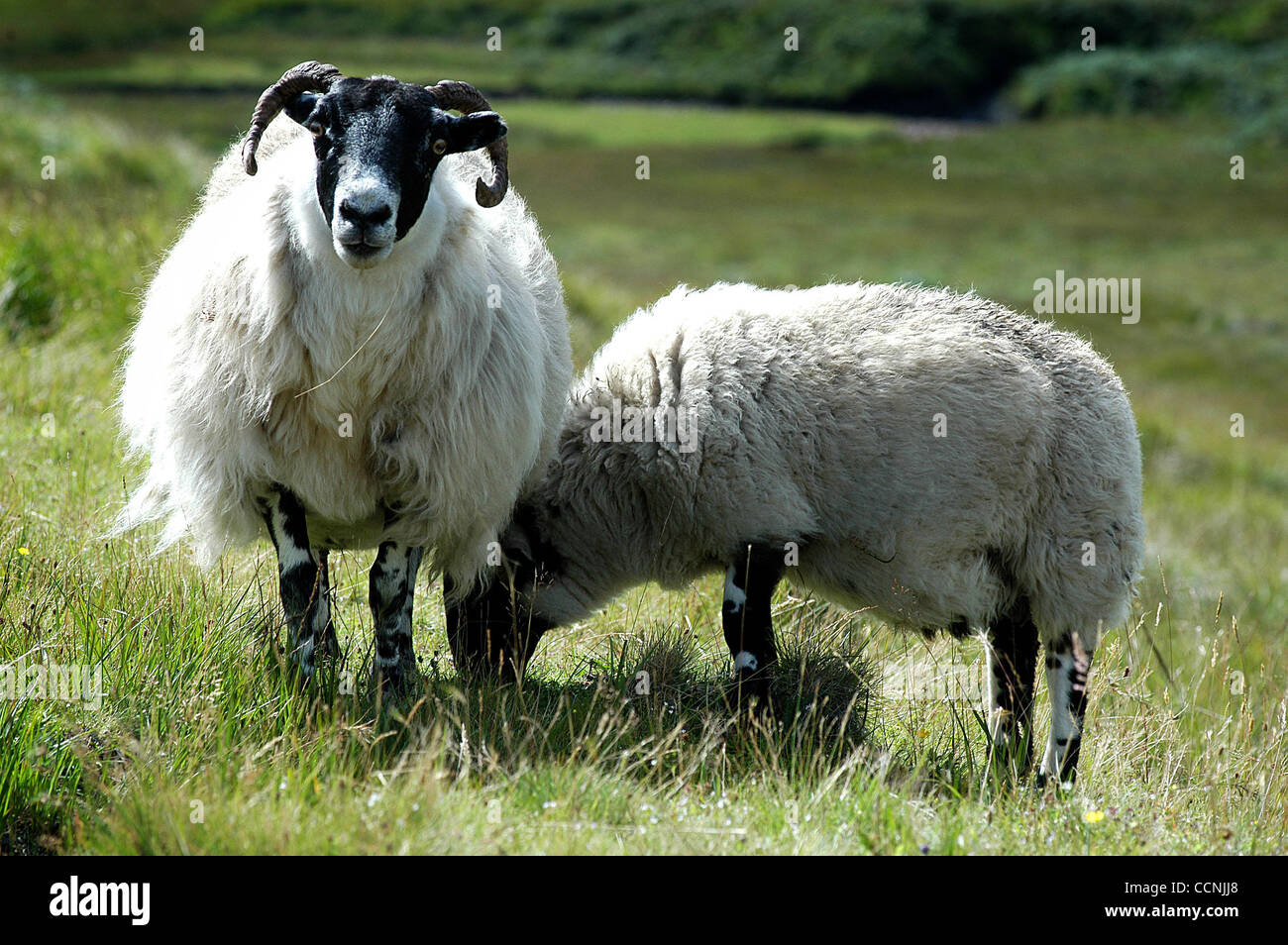 Scottish black-faced sheep graze in open pasture, Isle of Mull ...