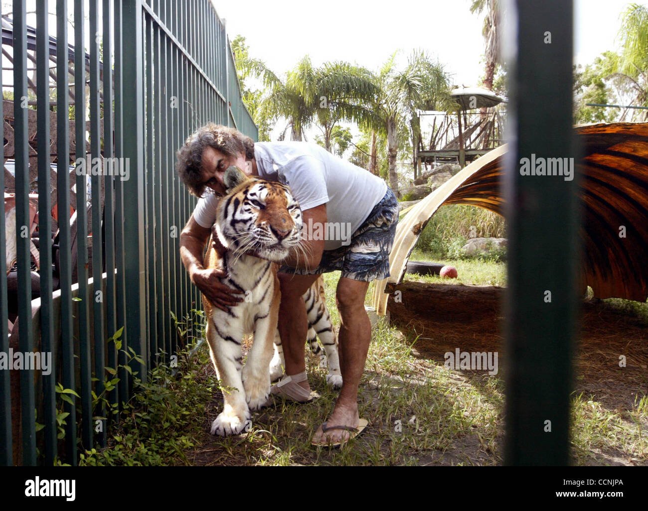 Tarzan The Tiger High Resolution Stock Photography and Images - Alamy