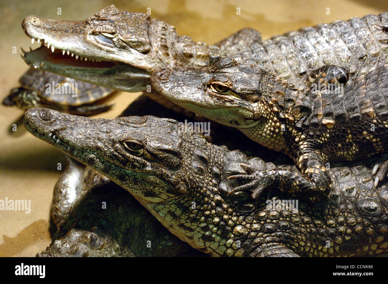 METRO Nile Crocodiles rest atop each other at the Snake Farm. SNAKE ...