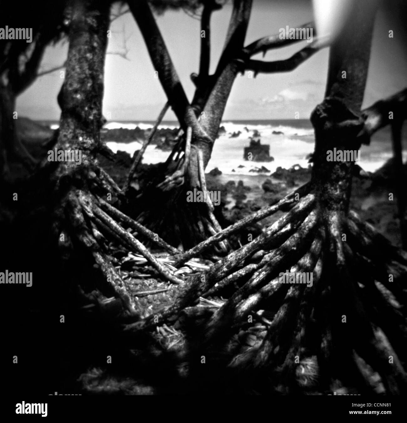 Hala tree Black and White Stock Photos & Images - Alamy