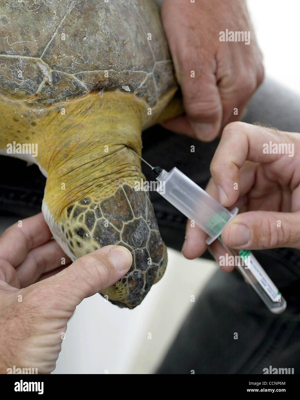 advance metro tc sea turtles4..FORT PIERCE, 11/15/04...Rick Herren(cq ...