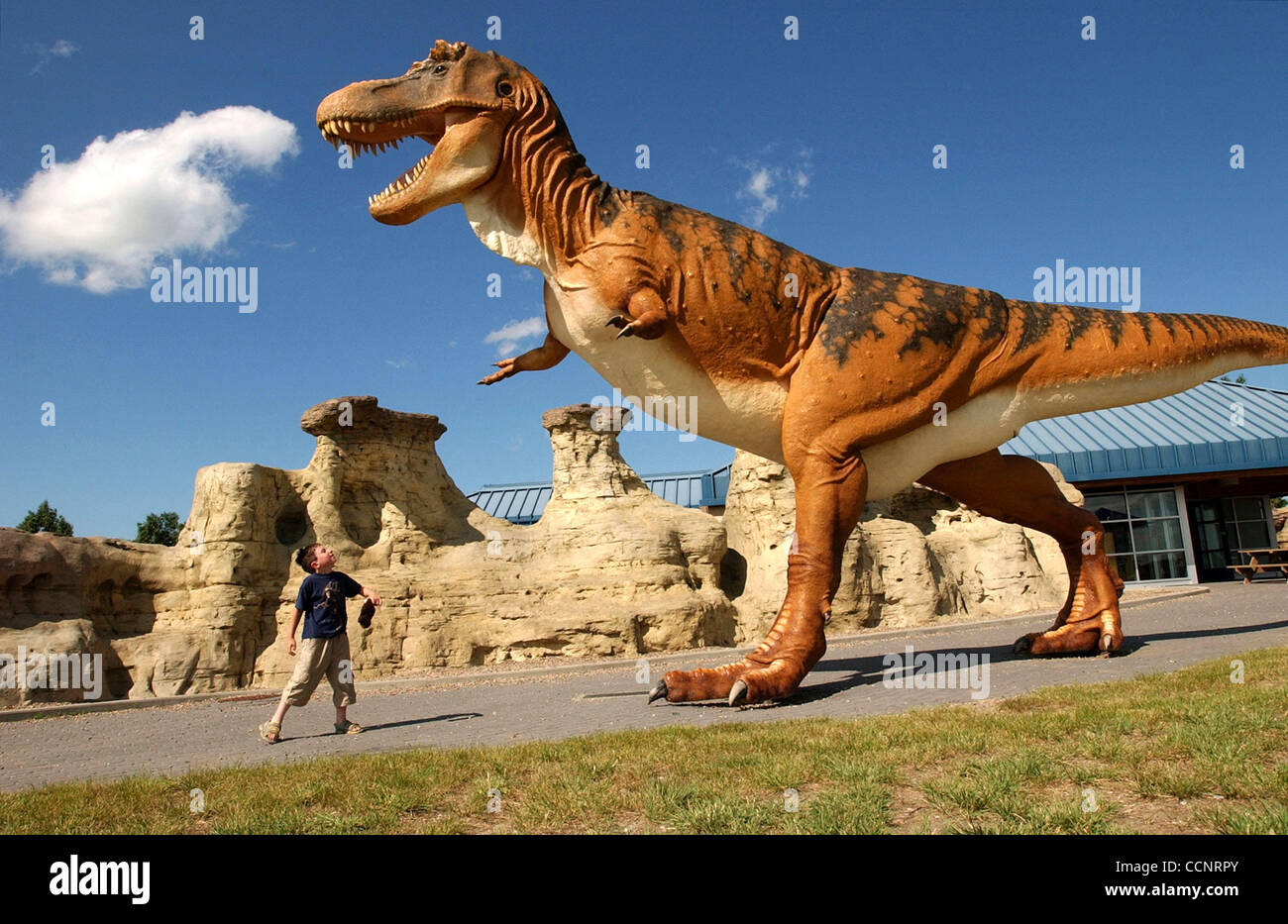 Jun 15, 2003; Milk River, ALBERTA, CANADA; A full sized T-Rex model ...