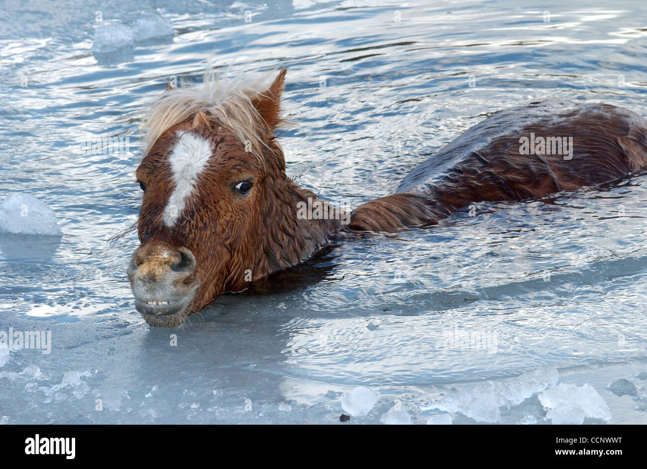 Feb 21, 2003; Kalispell, MT, USA; ROCKY, a 4-year-old pony, waits for ...