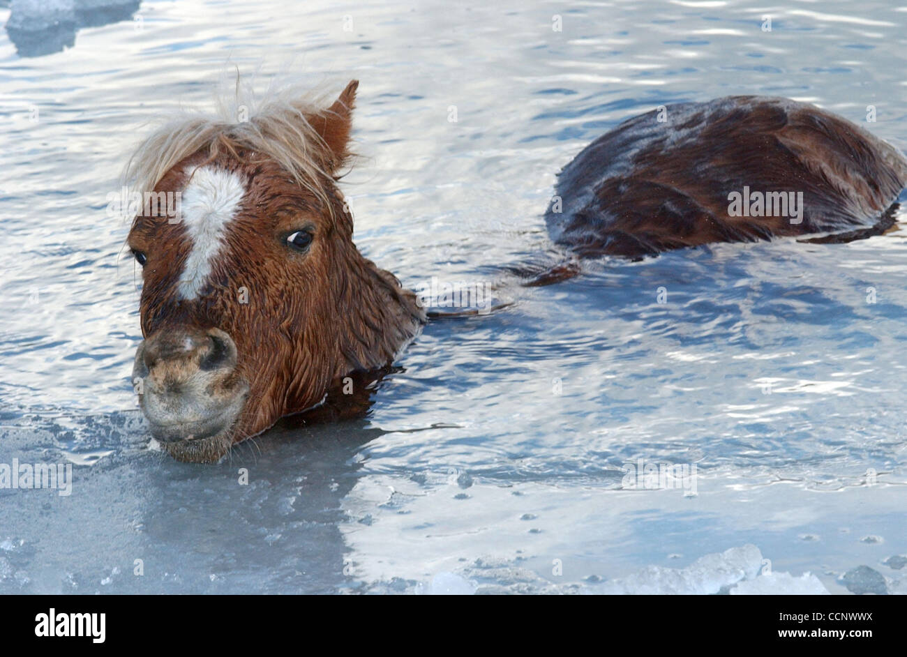 Feb 21, 2003; Kalispell, MT, USA; ROCKY, a 4-year-old pony, waits for ...