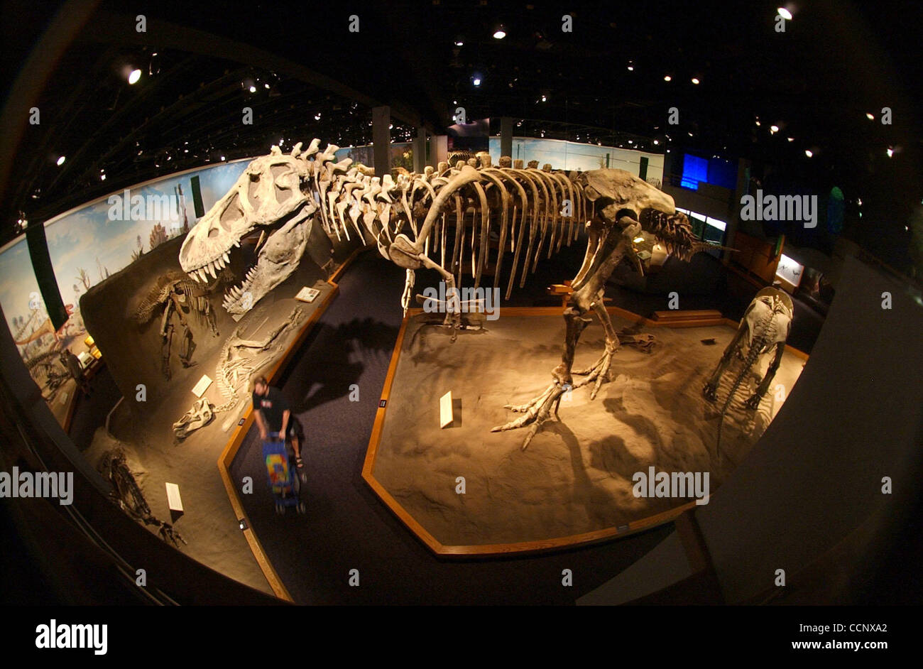 Jun 15, 2003 - Drumheller, Alberta, Canada - A T-Rex skeleton towers ...