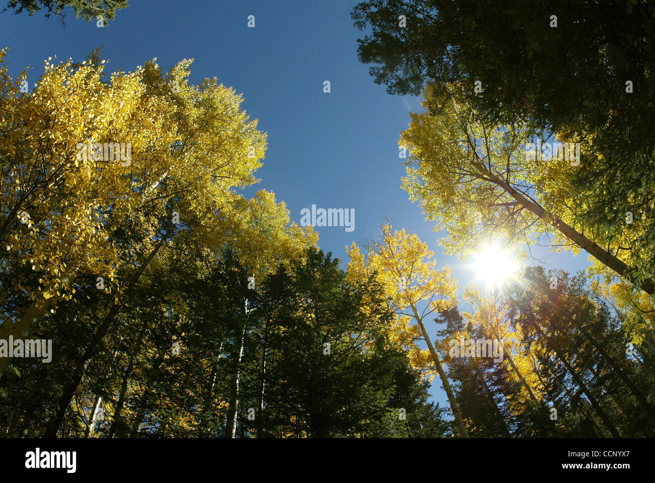 Oct. 14, 2004 - Greer, Arizona, United States of America - As the ...