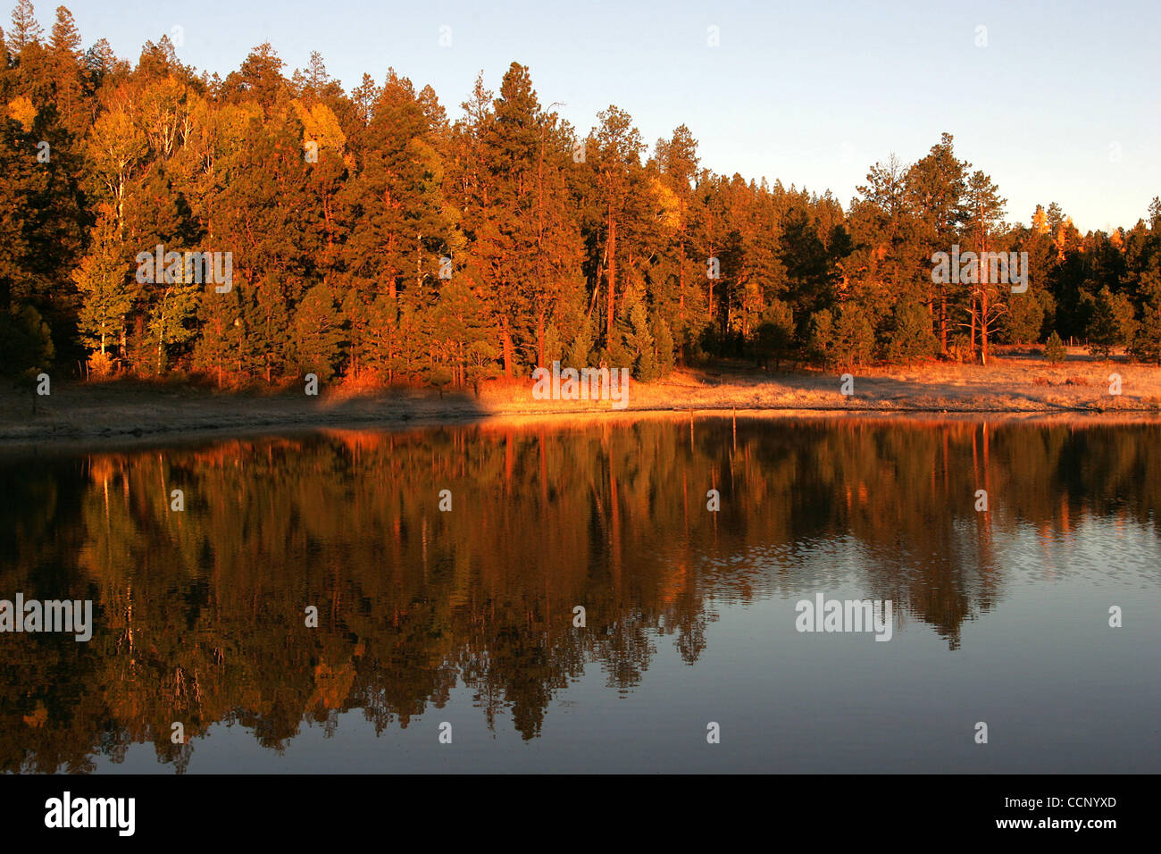 Oct. 14, 2004 - Greer, Arizona, United States of America - As the ...