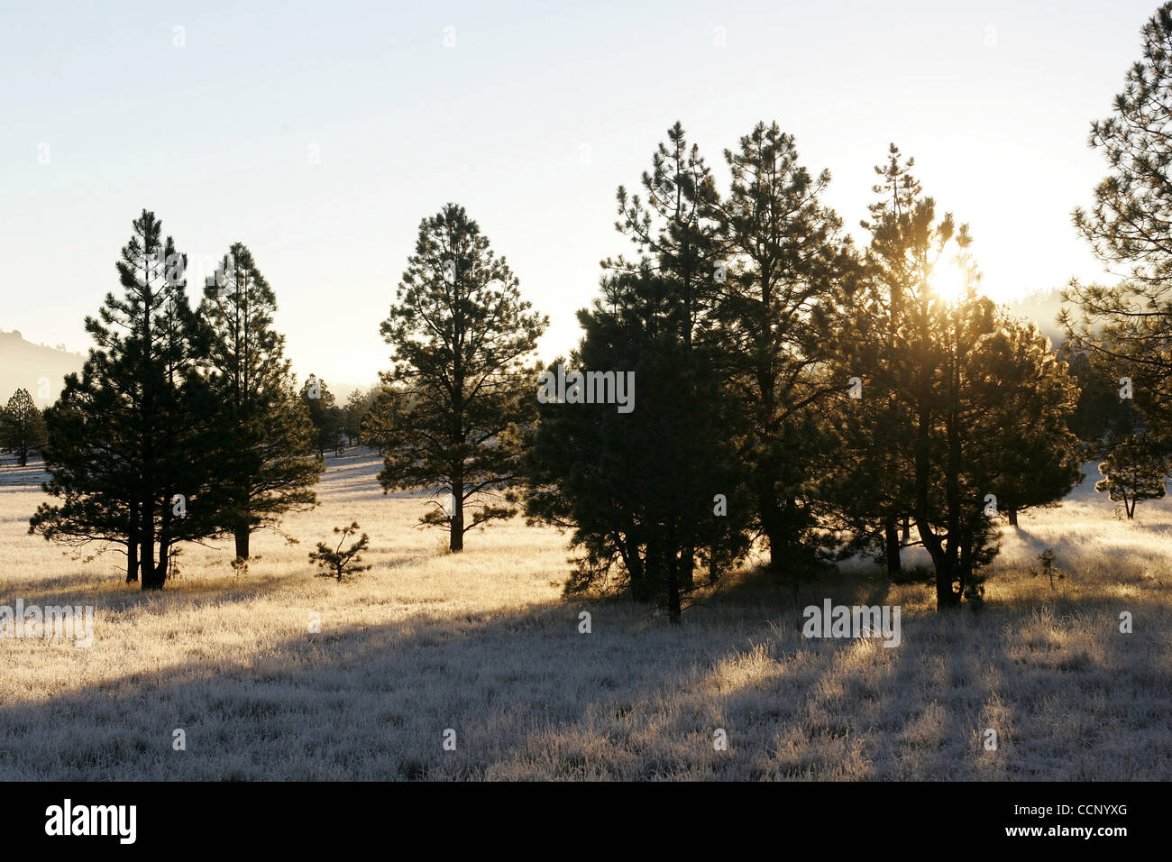 Greer arizona hi-res stock photography and images - Alamy