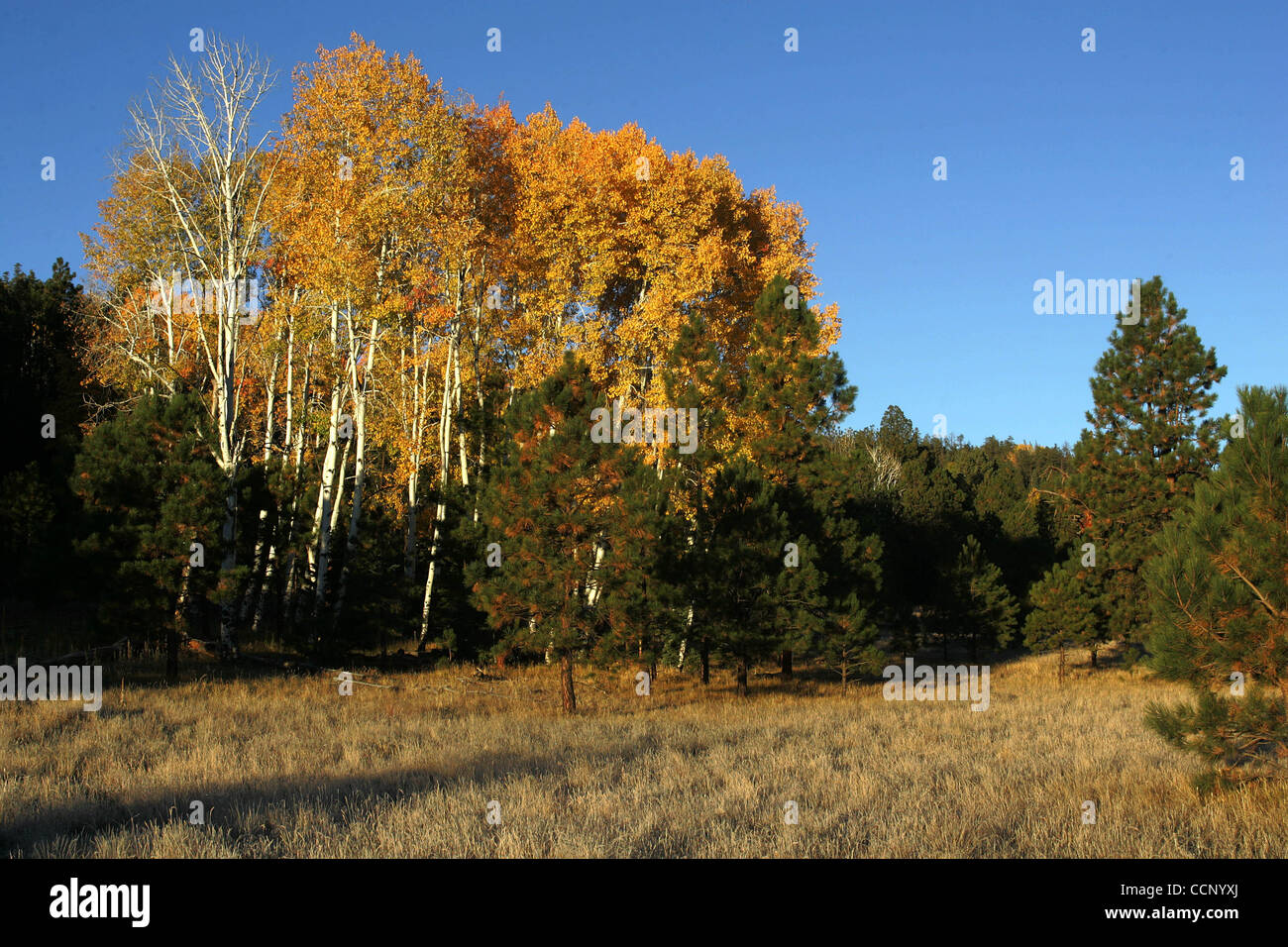Greer arizona hi-res stock photography and images - Alamy
