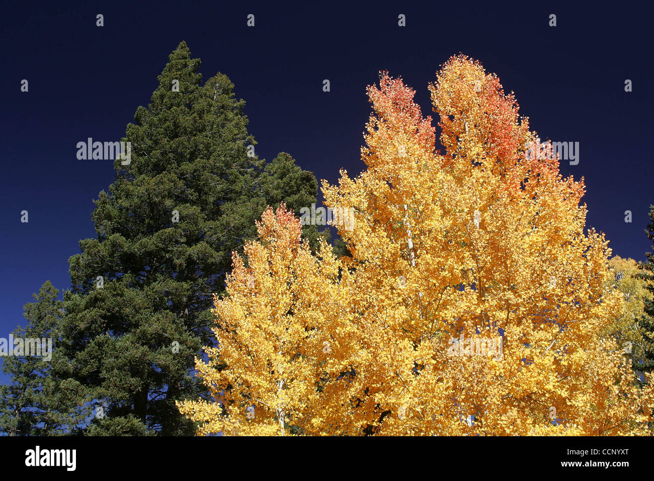White mountains of eastern arizona hi-res stock photography and images ...