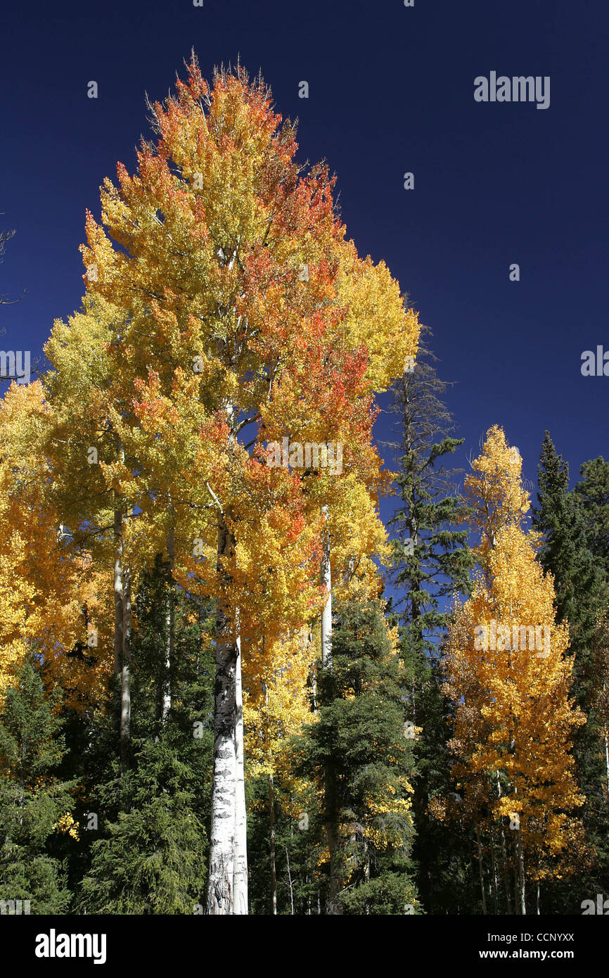 White mountains of eastern arizona hi-res stock photography and images ...