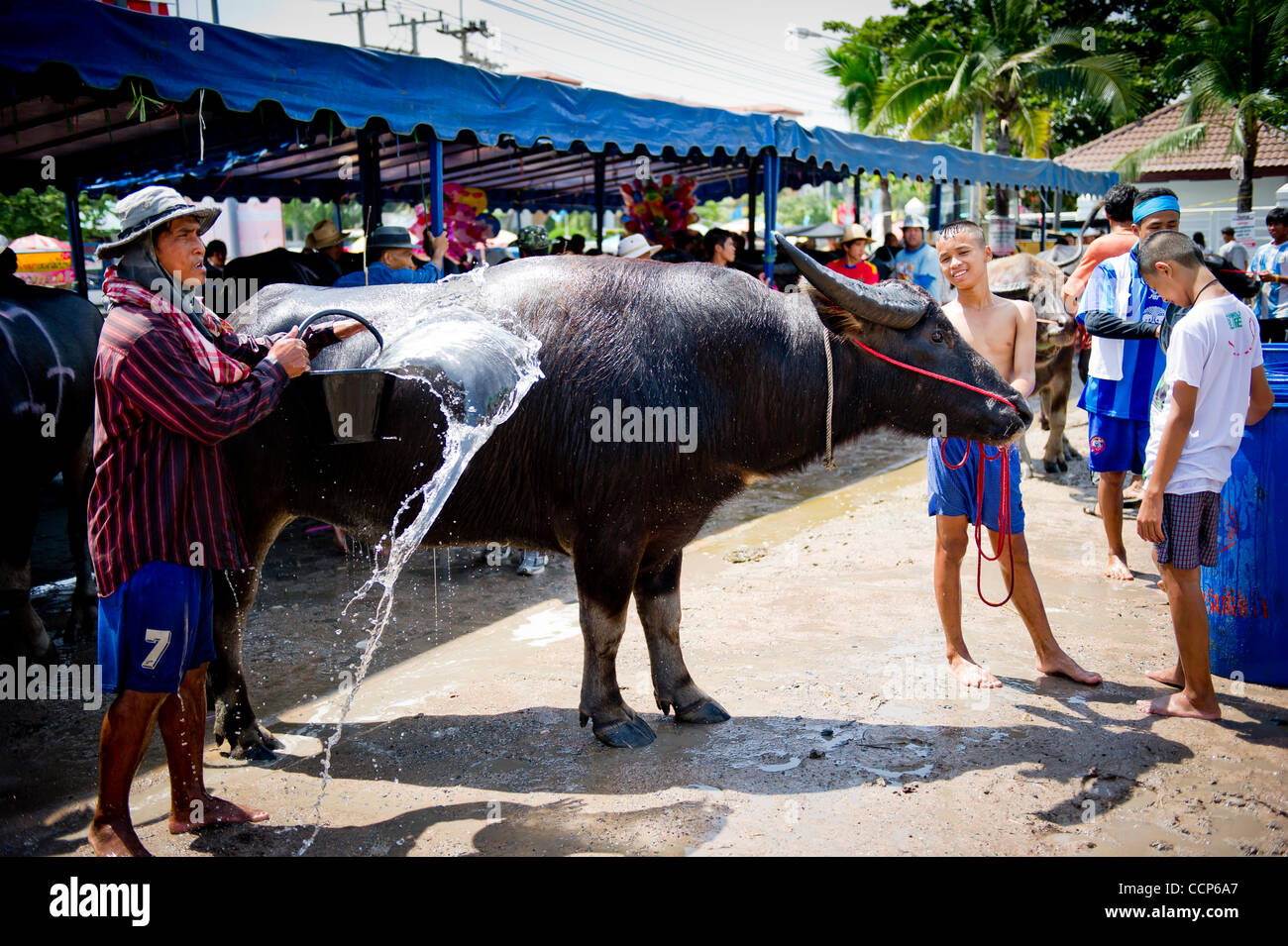 Oct. 22, 2010 - Chonburi, Thailand - Thai farmers clean their buffalo ...