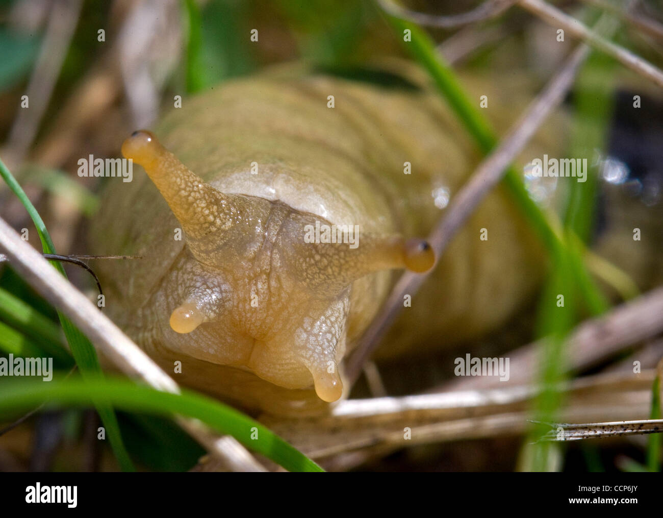 Largest land slug species hi-res stock photography and images - Alamy