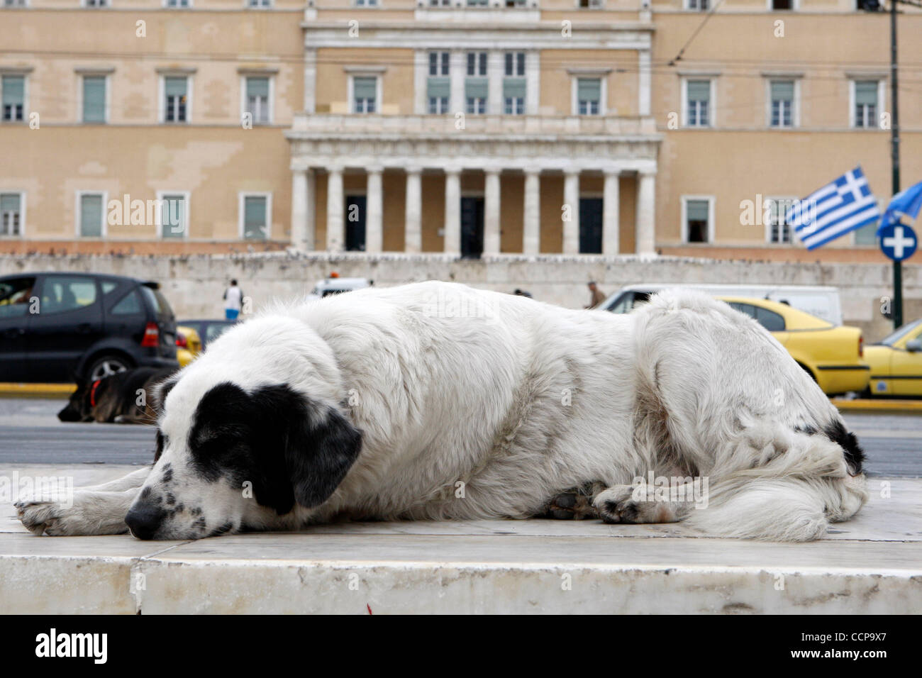 Greece stray dog hi-res stock photography and images - Alamy