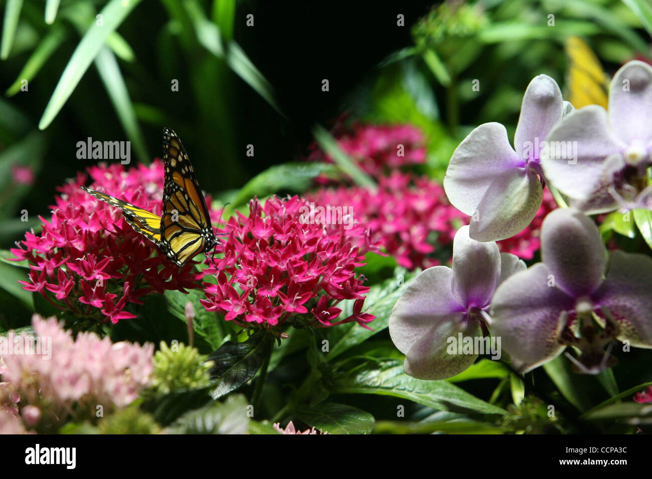 "The Butterfly Conservatory" at the American Museum of Natural History ...