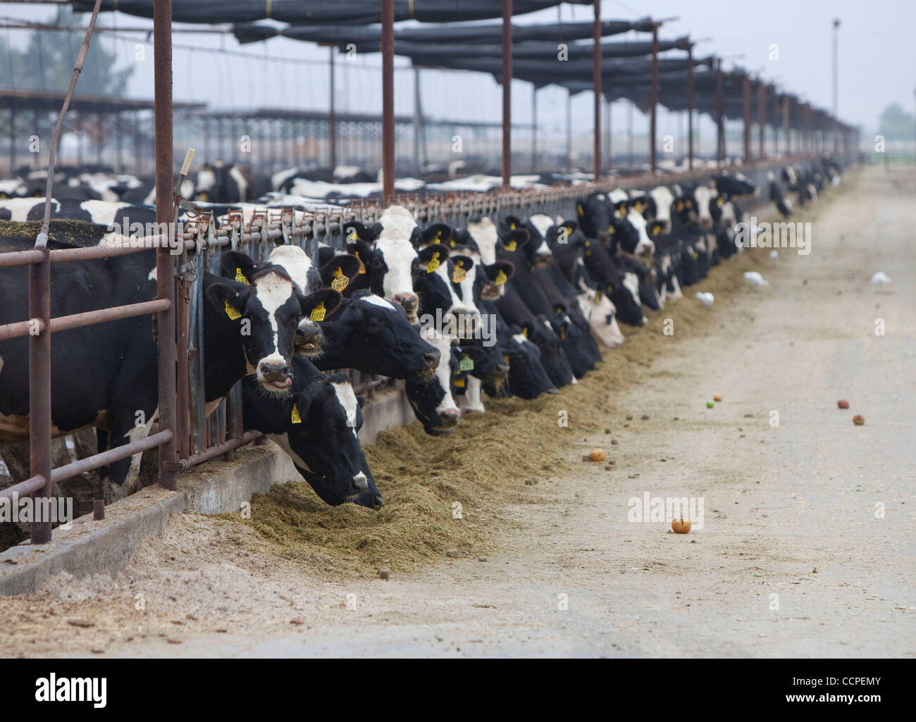 Oct 17, 2010 - Hemet, California, U.S. - Cows feed at the Pastime Lakes ...
