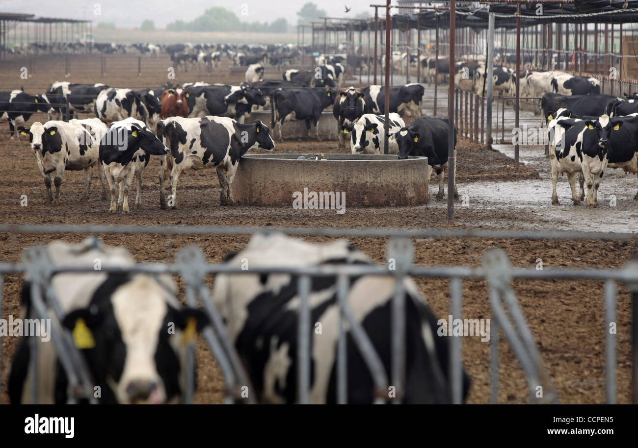 Oct 17, 2010 - Hemet, California, U.S. - Cows feed at the Pastime Lakes ...