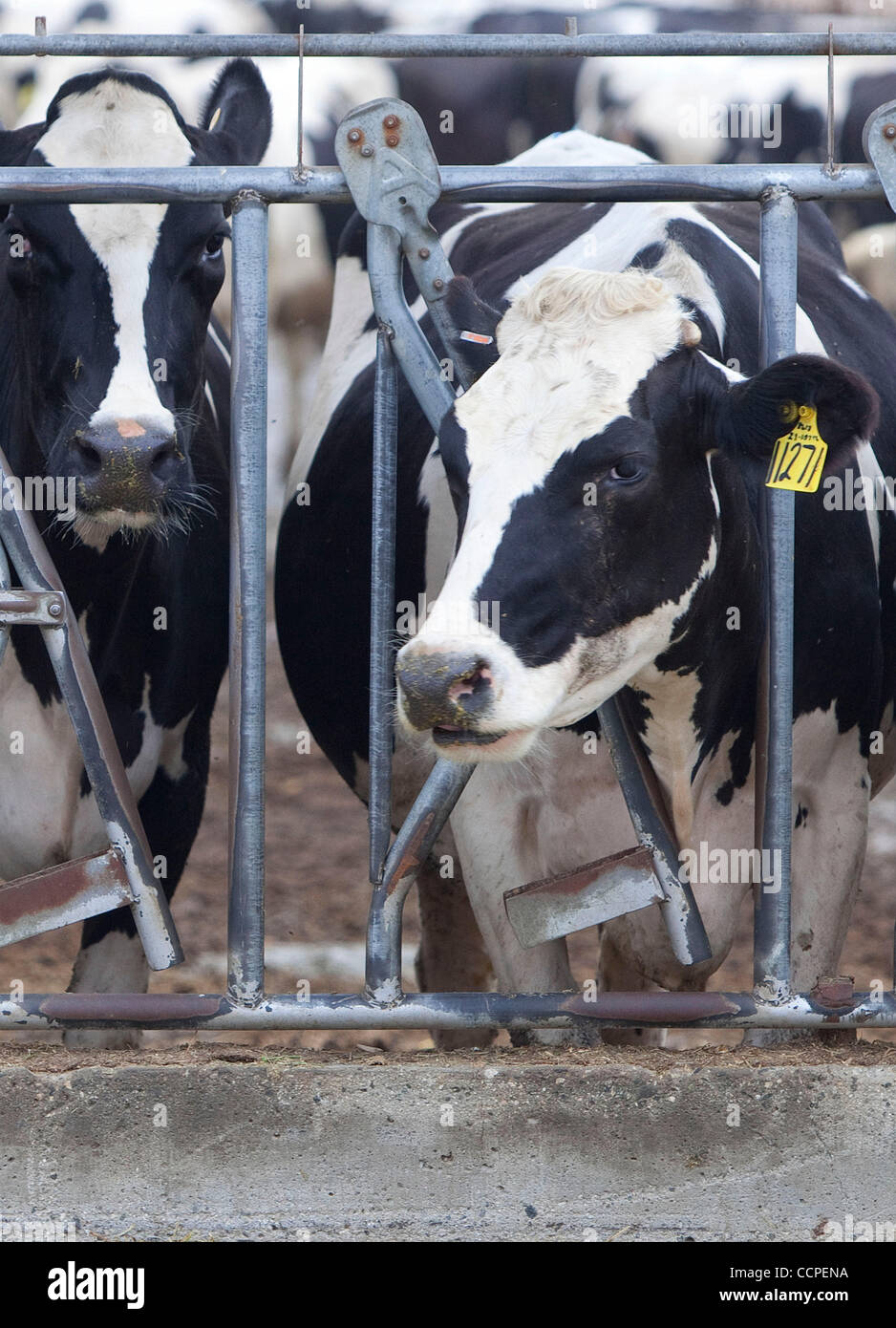 Oct 17, 2010 - Hemet, California, U.S. - Cows feed at the Pastime Lakes ...