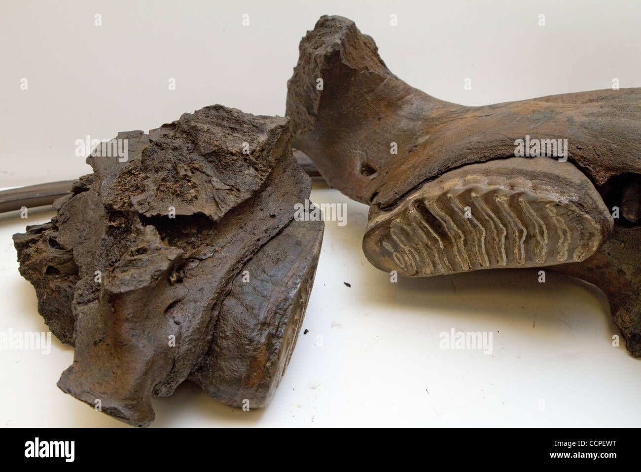 Colorado mammoth hi-res stock photography and images - Alamy