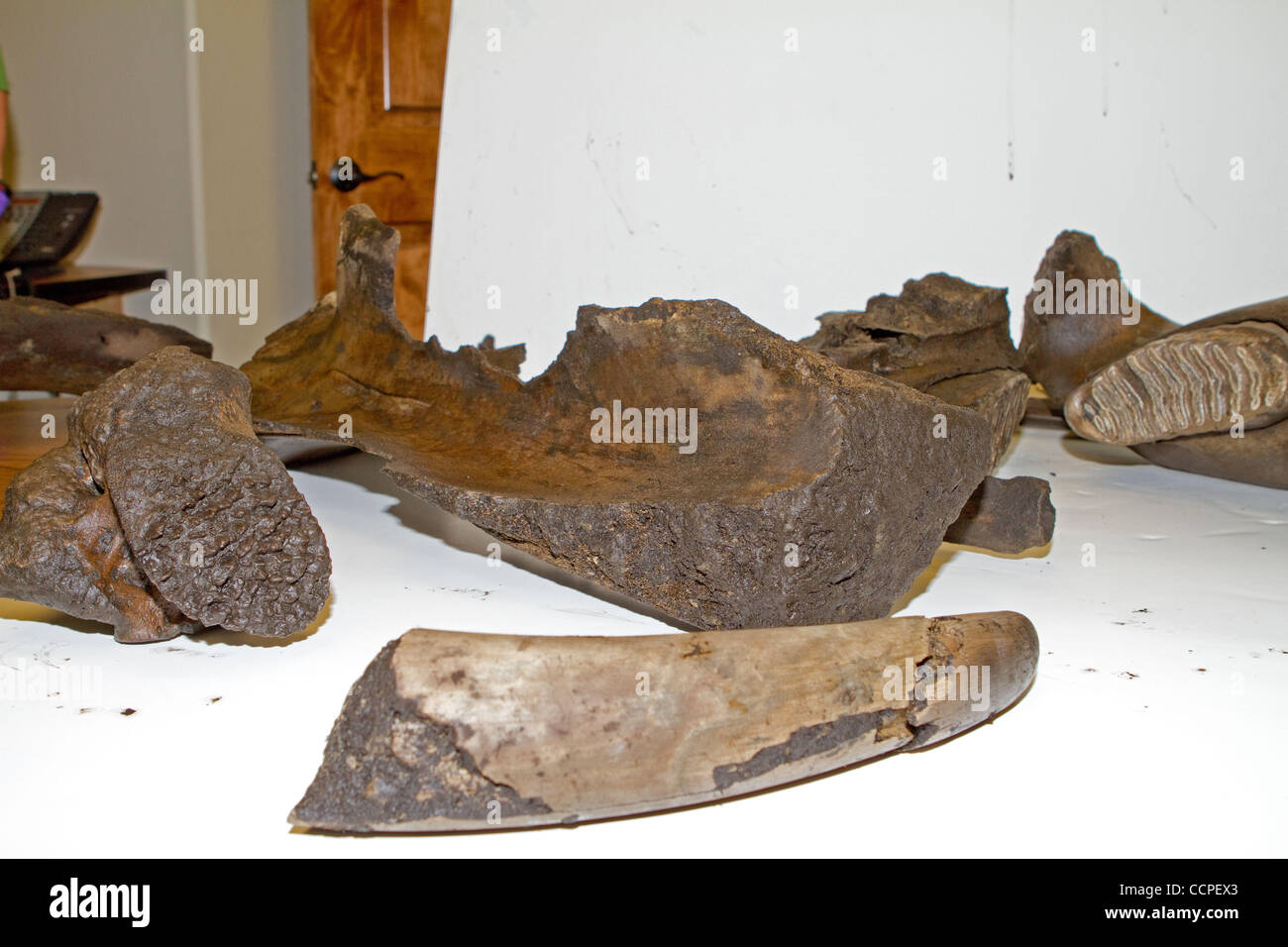 Colorado mammoth hi-res stock photography and images - Alamy