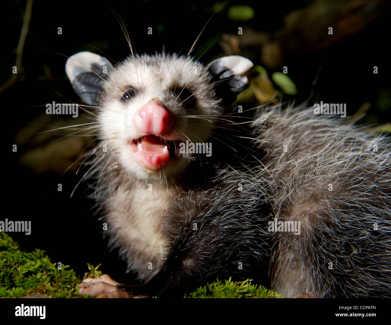 Opossums hi-res stock photography and images - Alamy
