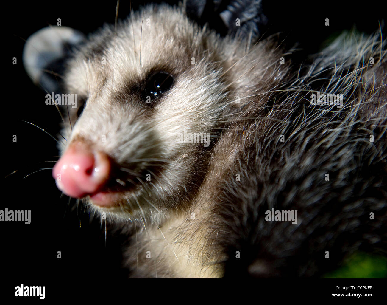 Opossums hi-res stock photography and images - Alamy