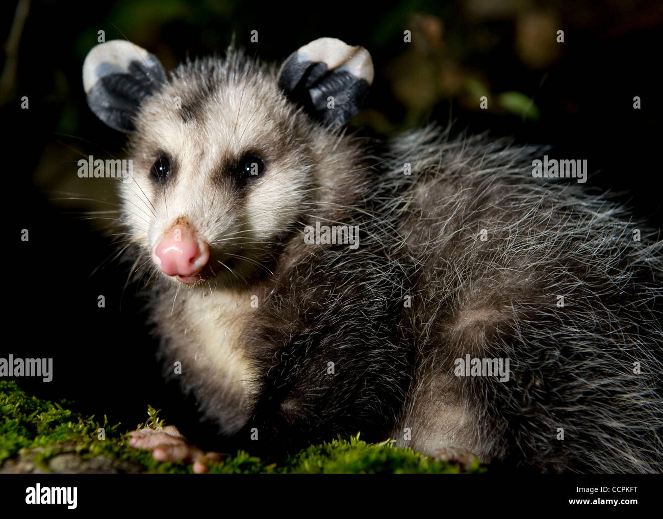 Opossums in tree hi-res stock photography and images - Alamy