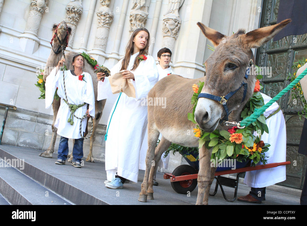 A donkey joins the procession. Animals on parade inside Cathedral of St ...