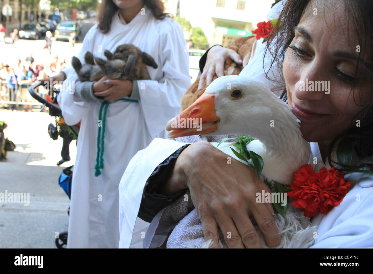 A goose joins the procession. Animals on parade inside Cathedral of St ...