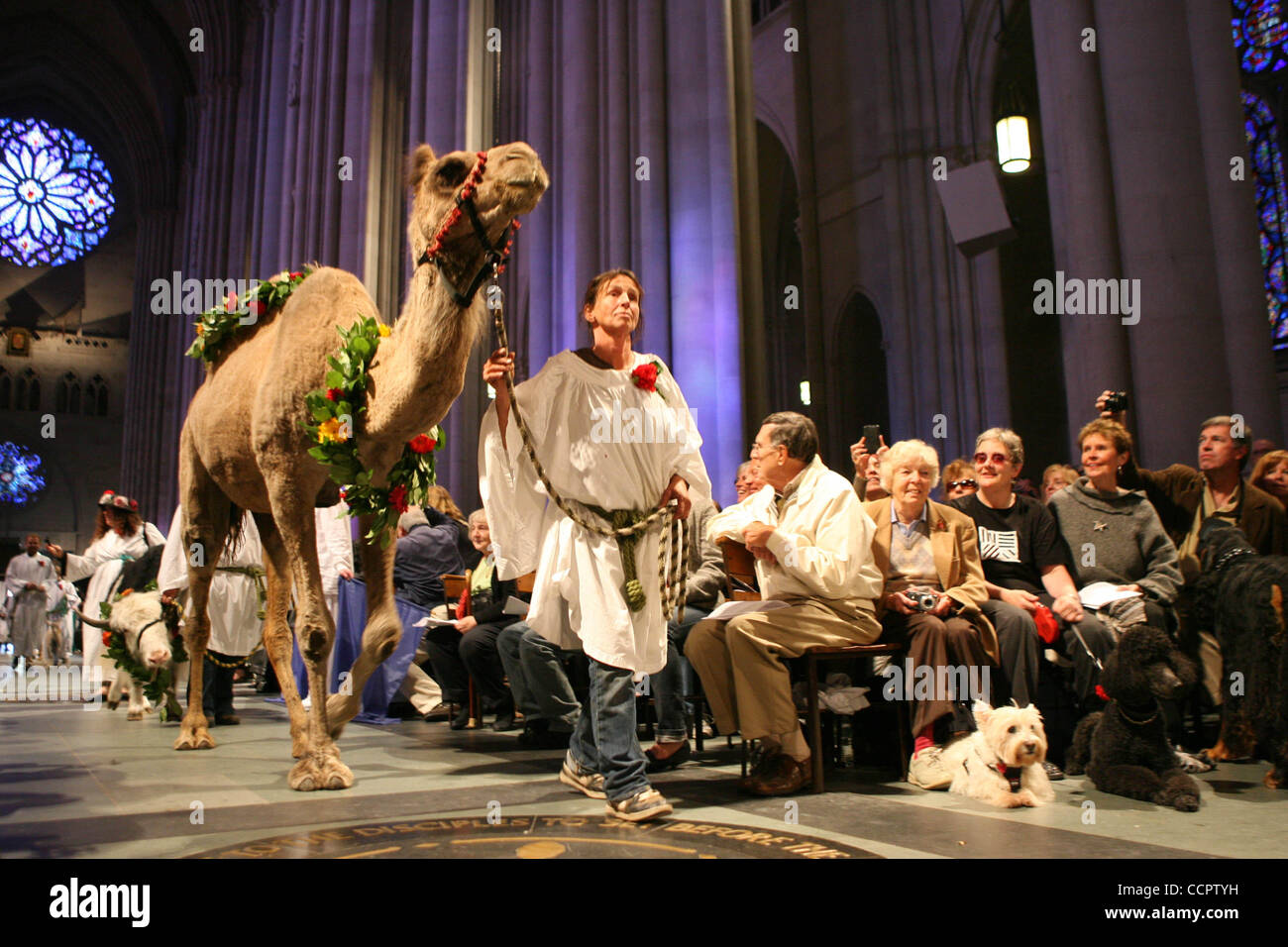 Well-known animal star Azzuri, the camel joins the procession. Animals ...