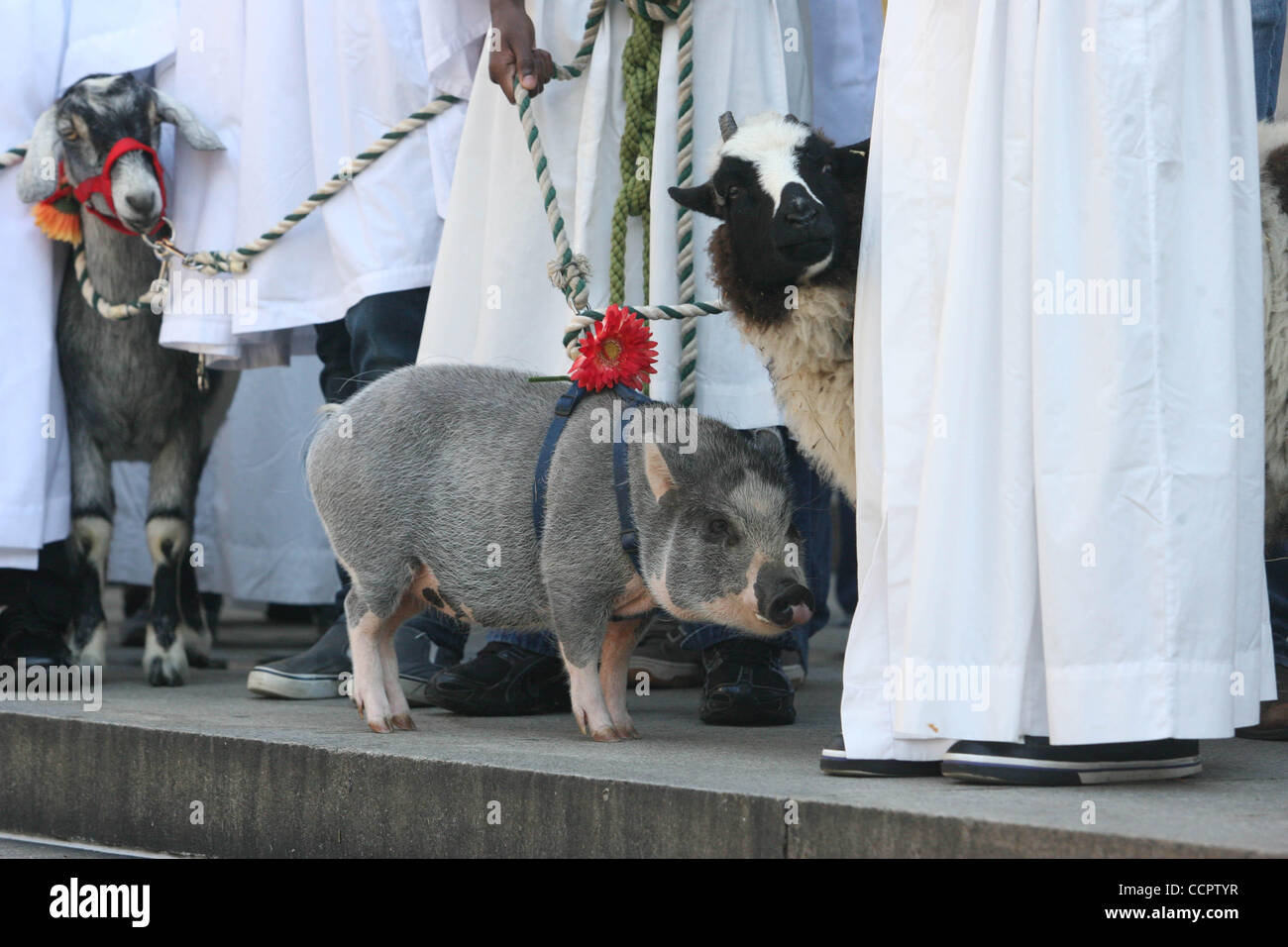 Animals on parade inside Cathedral of St. John The Divine for the 26th ...