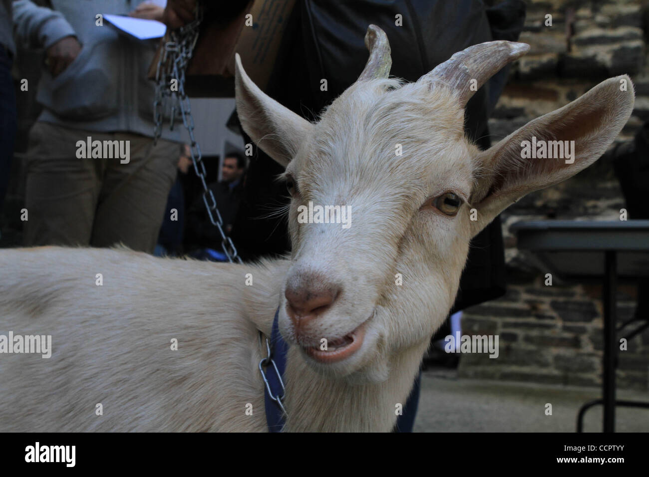 Doni the goat. Animals on parade inside Cathedral of St. John The ...