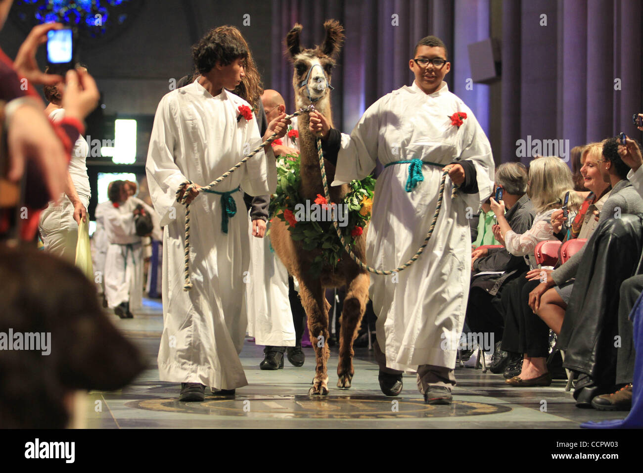 A llama joins the procession. Animals on parade inside Cathedral of St ...
