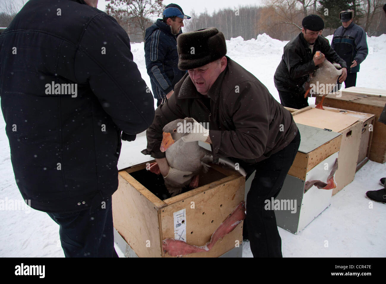 Traditional geese fighting in the town of Tula just about 180 km out of ...