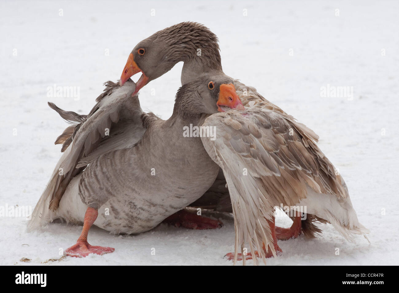 Traditional geese fighting in the town of Tula just about 180 km out of ...