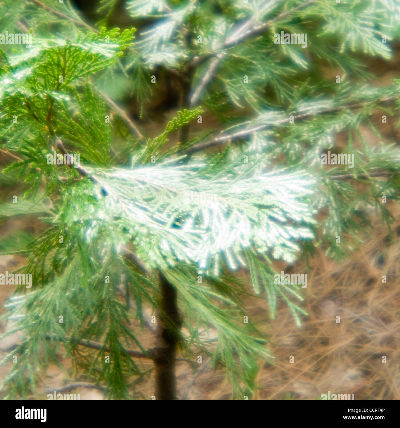 Wawona, California Trees in Wawona, in Yosemite National Park ...