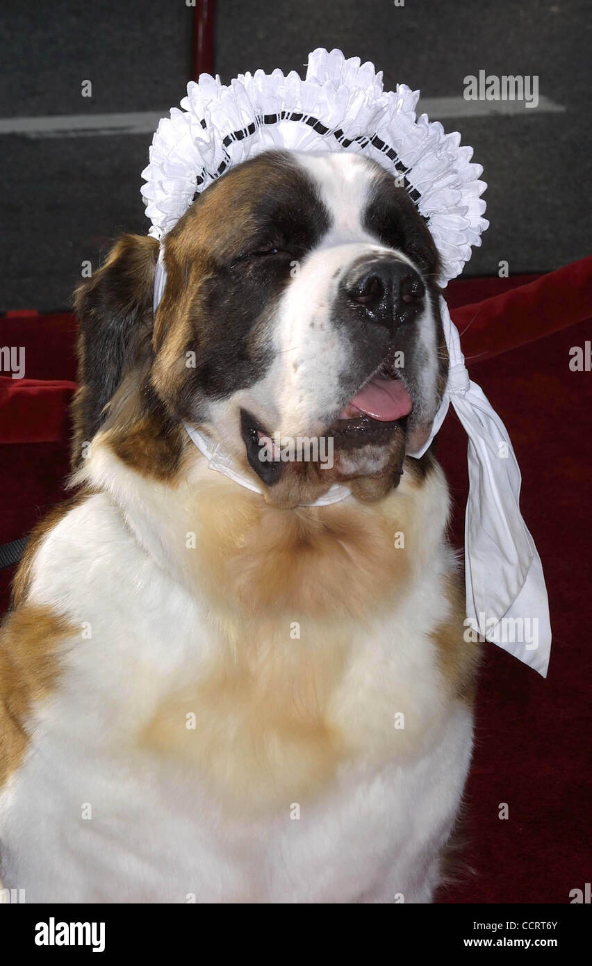 Peter pan the dog hi-res stock photography and images - Alamy