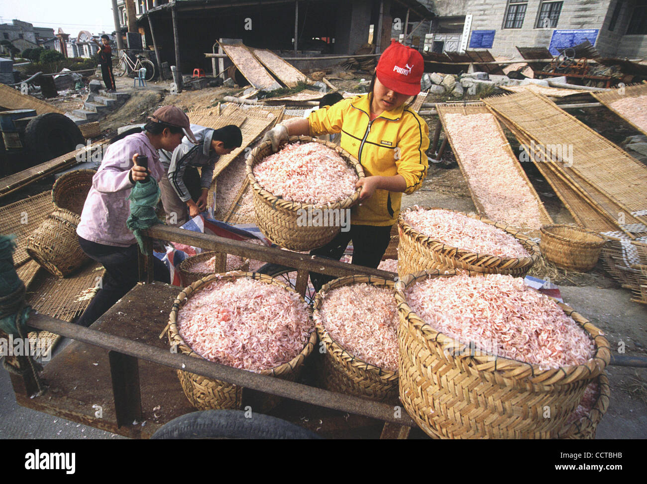 Feb 03, 2003 - Chong Wu, CHINA - Drying shrimps at Da Zha harbour ...