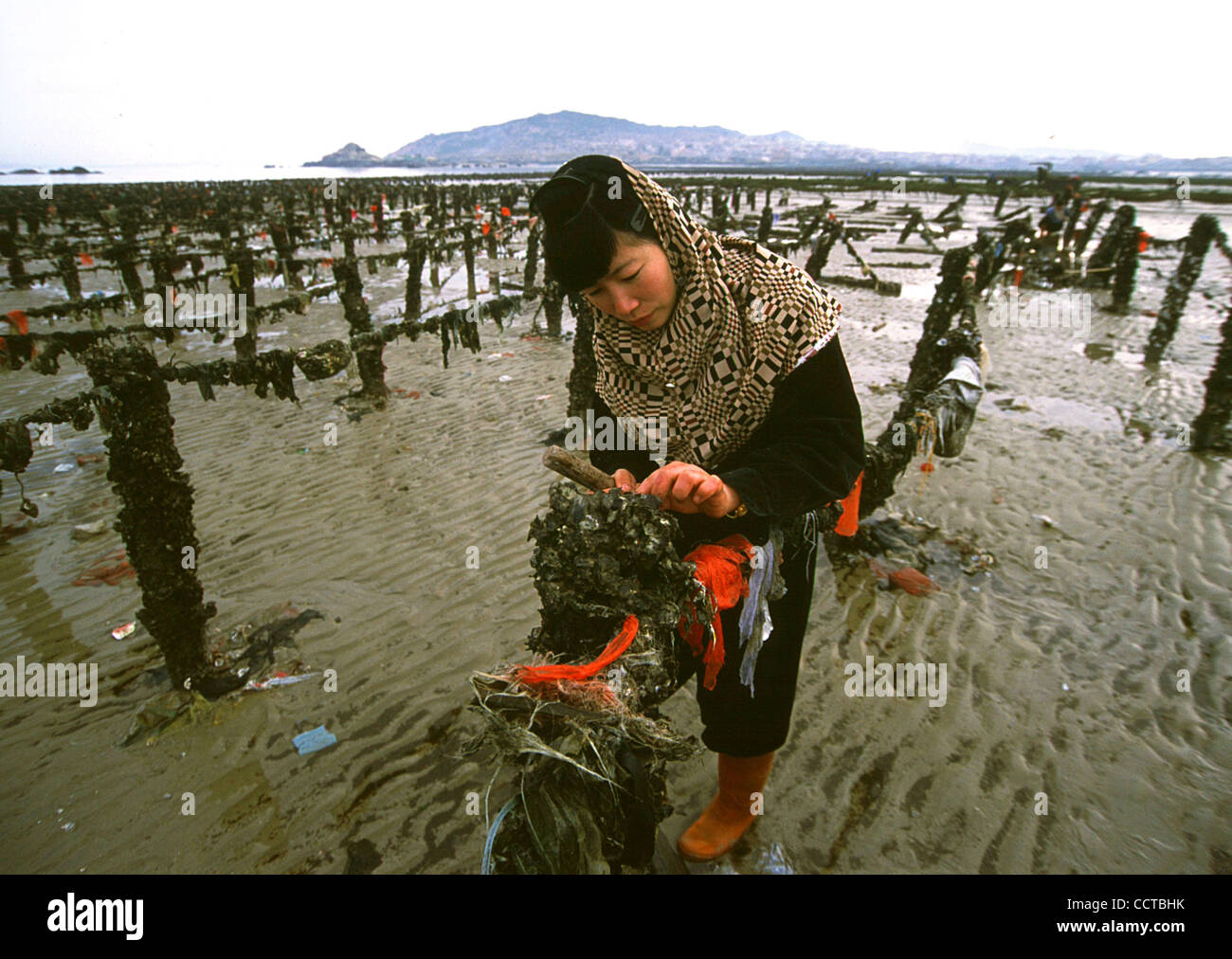 Feb 03, 2003 - Chong Wu, CHINA - Picking clams in low tide at Chong Wu ...