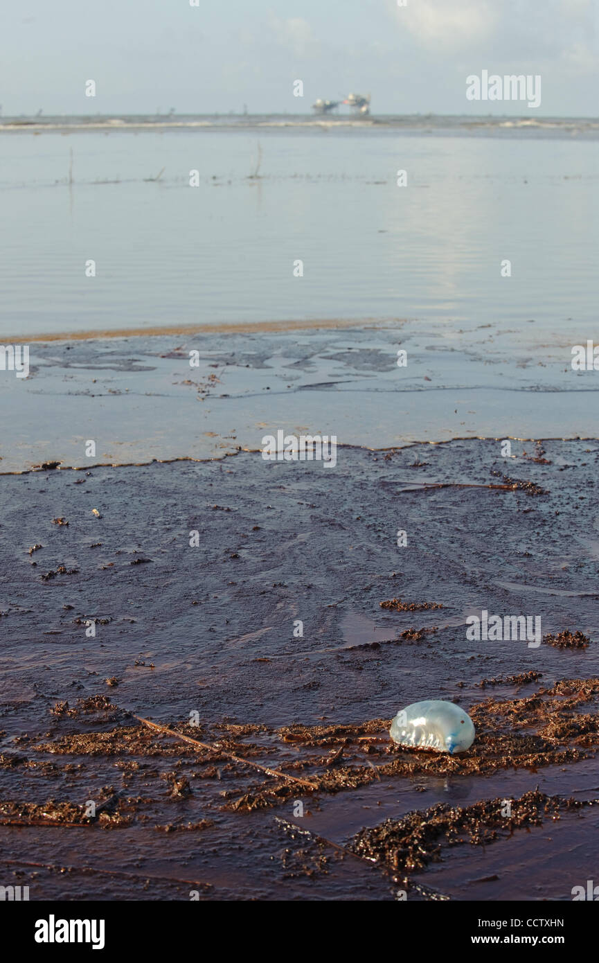 Man O War Stuck In Crude Oil On Beach Near Port Fourchon Louisiana