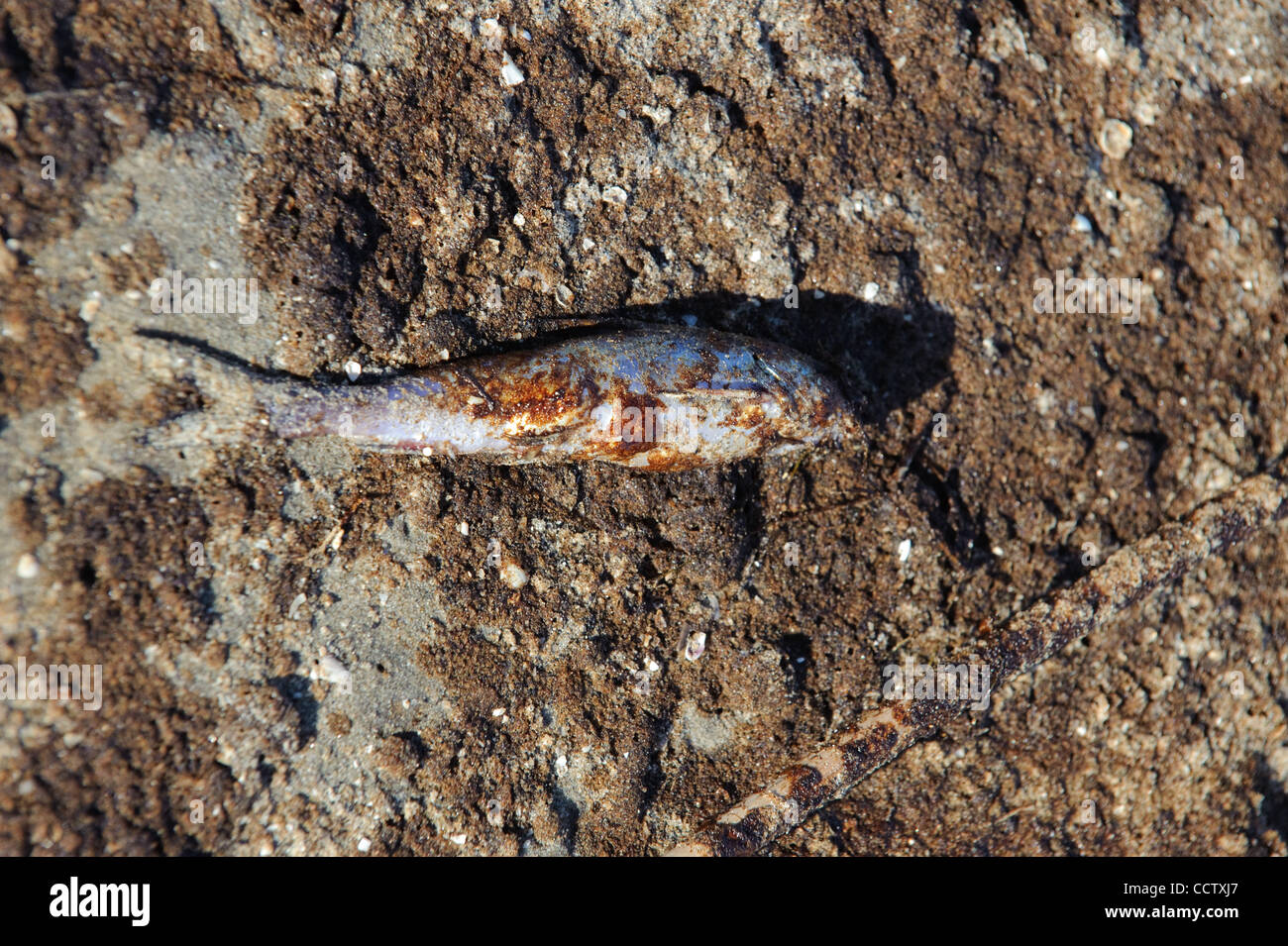 Deepwater horizon oil covered hi-res stock photography and images - Alamy