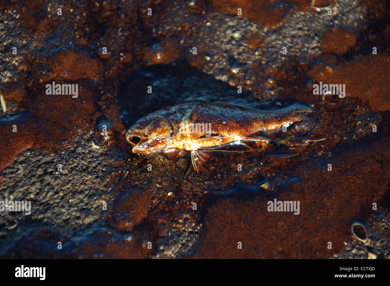 Deepwater horizon oil covered hi-res stock photography and images - Alamy