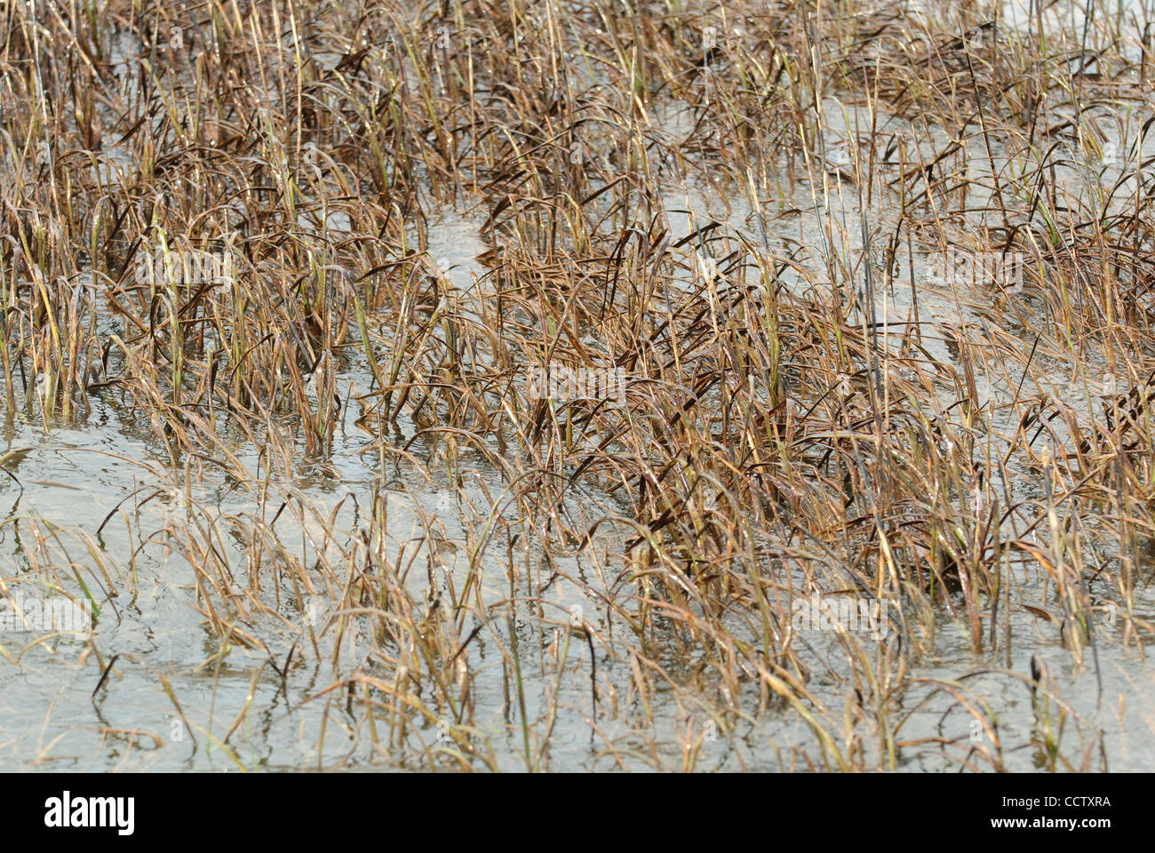 Drie grass hi-res stock photography and images - Alamy