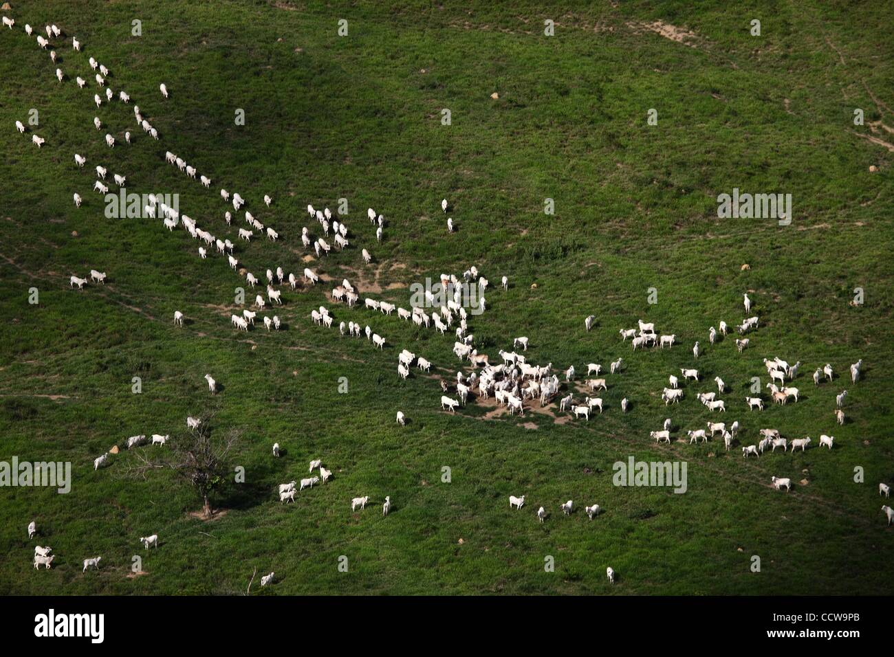 Cattle ranching deforestation hi-res stock photography and images - Alamy