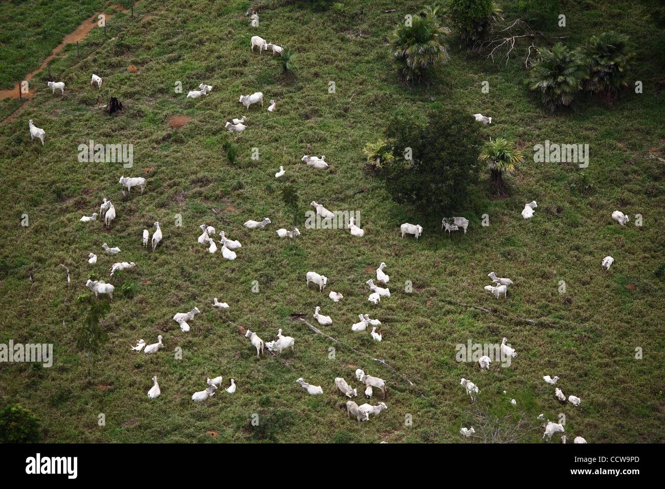 Cattle ranching deforestation hi-res stock photography and images - Alamy