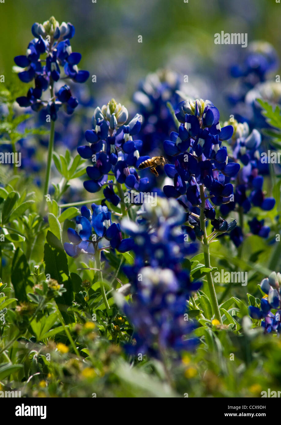 A honey bee gathers pollen in a field of Texas blue bonnets early on ...