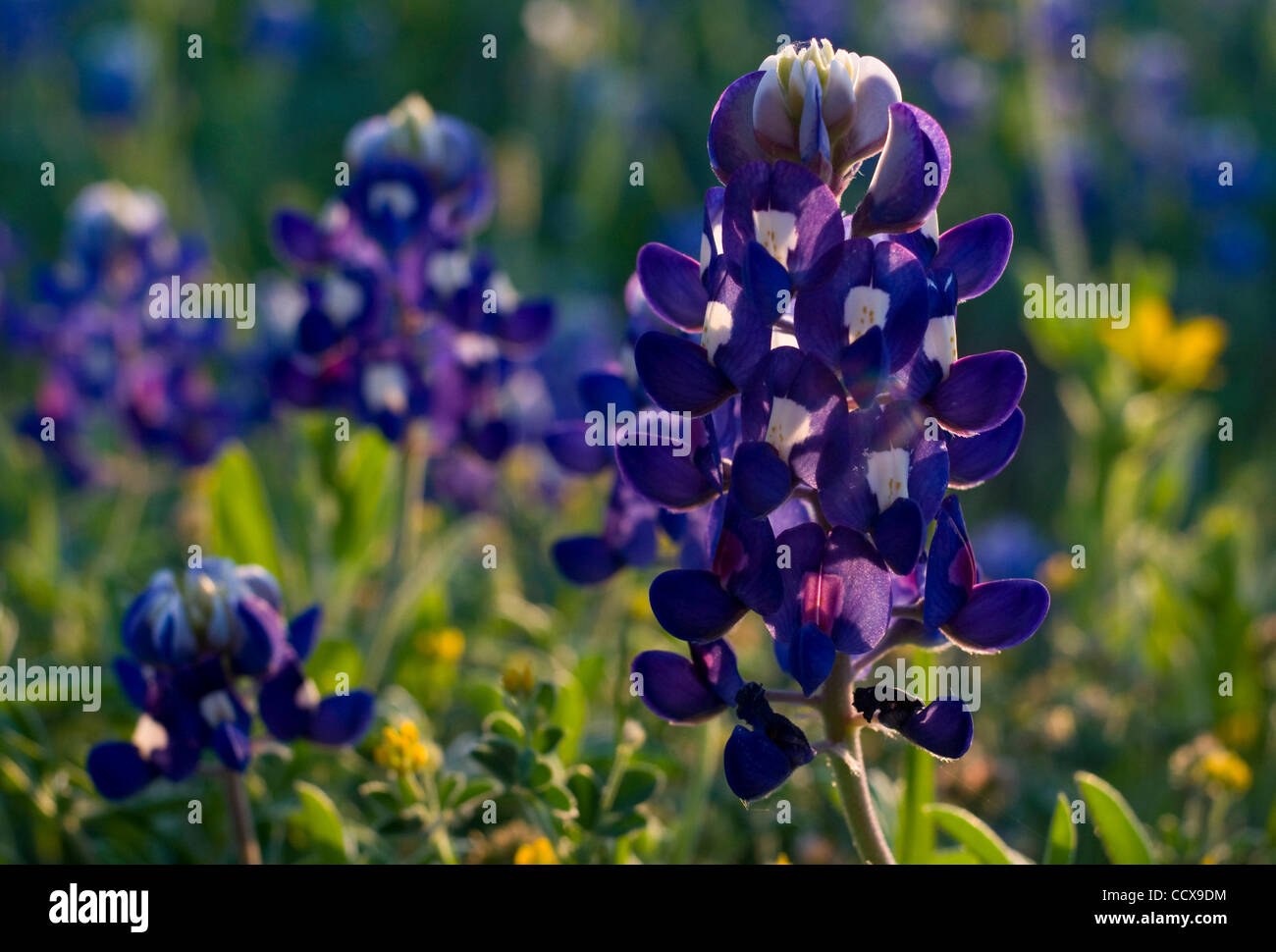 Blue Bonnets Texas Stock Photos & Blue Bonnets Texas Stock Images - Alamy